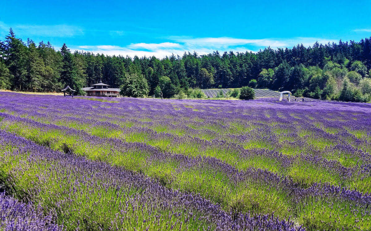 Merchant Stories: Pelindaba Lavender | Volusion